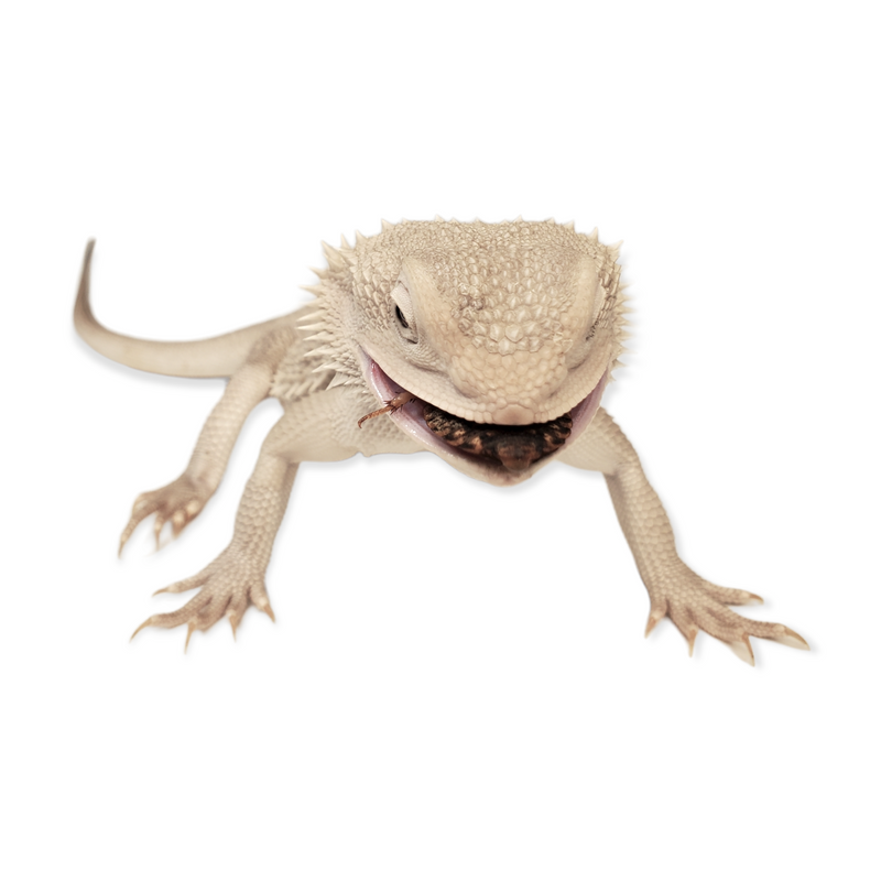 About Us | Reptile Deli Inc.