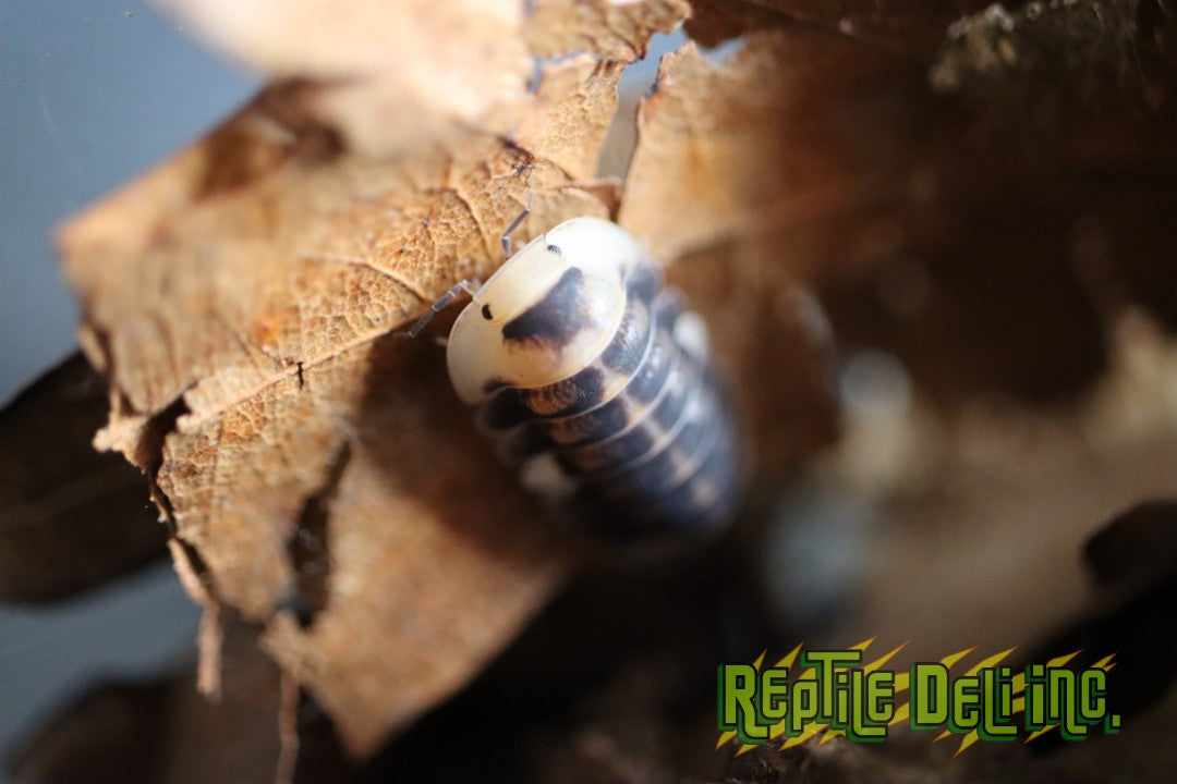 White Ducky - Cubaris | Reptile Deli Inc.