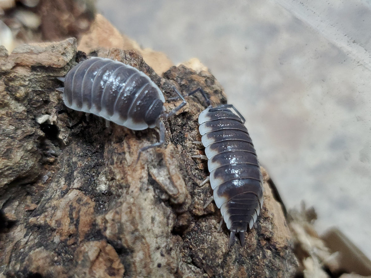 Porcellio sp. Sevilla (12 Count) | Reptile Deli Inc.