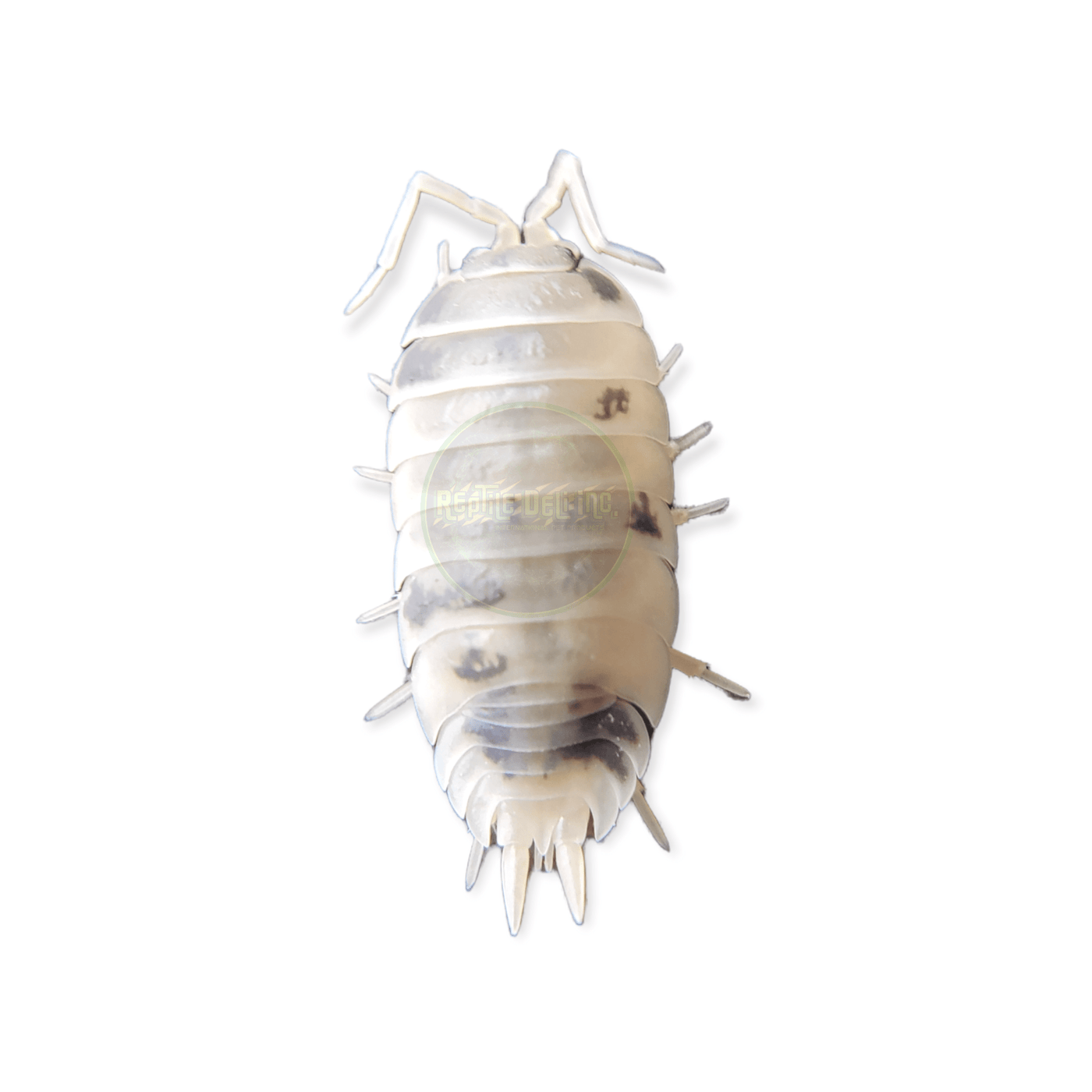 Isopods for Sale | Reptile Deli Inc.