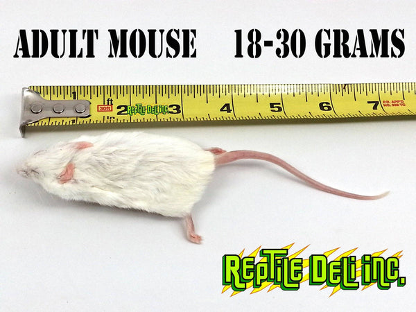 Frozen Mouse - Adult | Reptile Deli Inc.