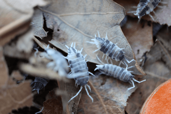 Oreo Crumble - Porcellionides Pruinosus Isopods (12 Count) | Reptile ...