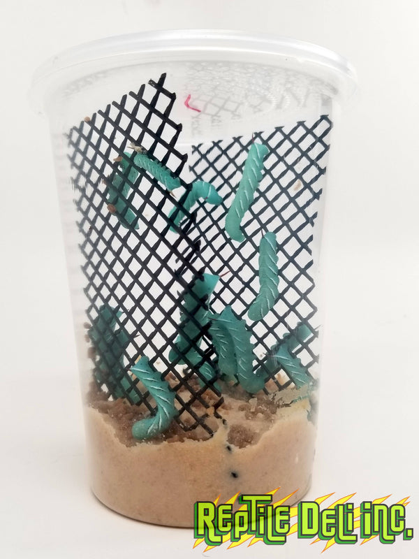 Hornworms ( Goliath Worms ) 12-15ct Pod | Reptile Deli Inc.