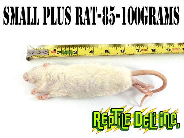 Frozen Rat - Small Plus | Reptile Deli Inc.